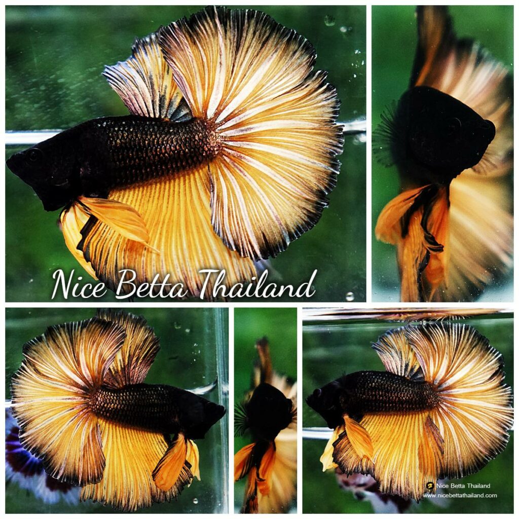 Betta fish OHM Copper Mustard Gas - nicebettathailand.com