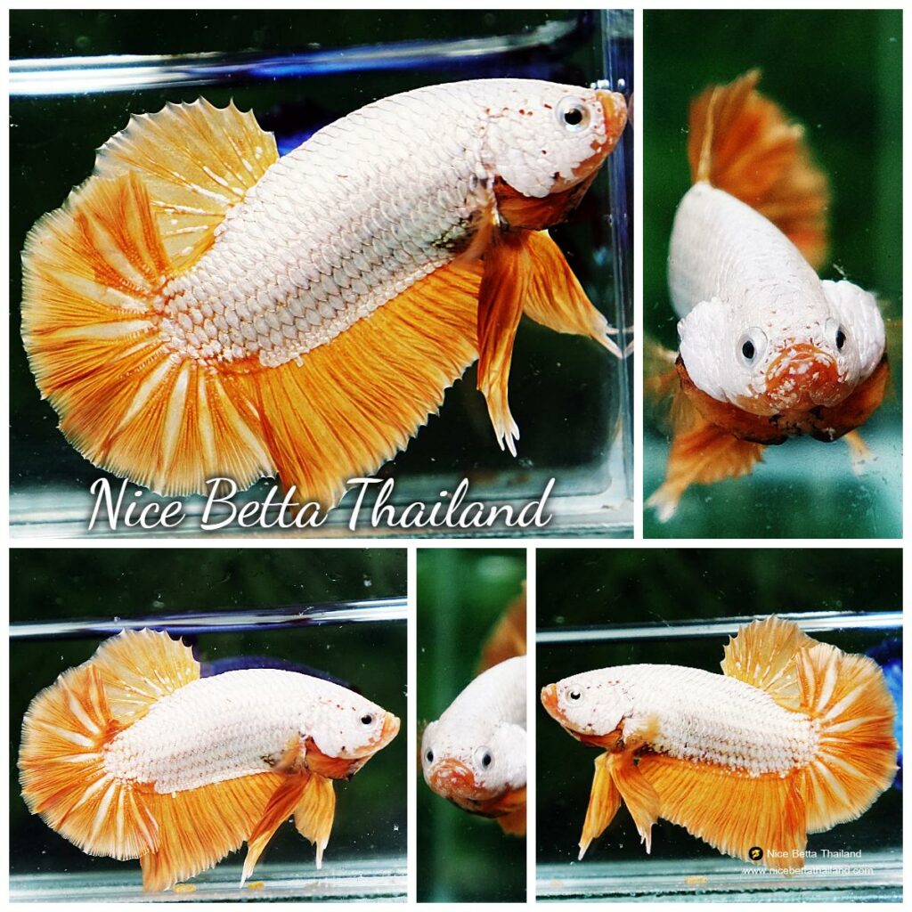 Betta fish HMPK Yellow Dragon - nicebettathailand.com