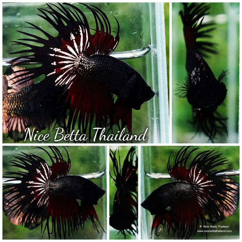 Betta fish CT Black Vampire Copper - nicebettathailand.com