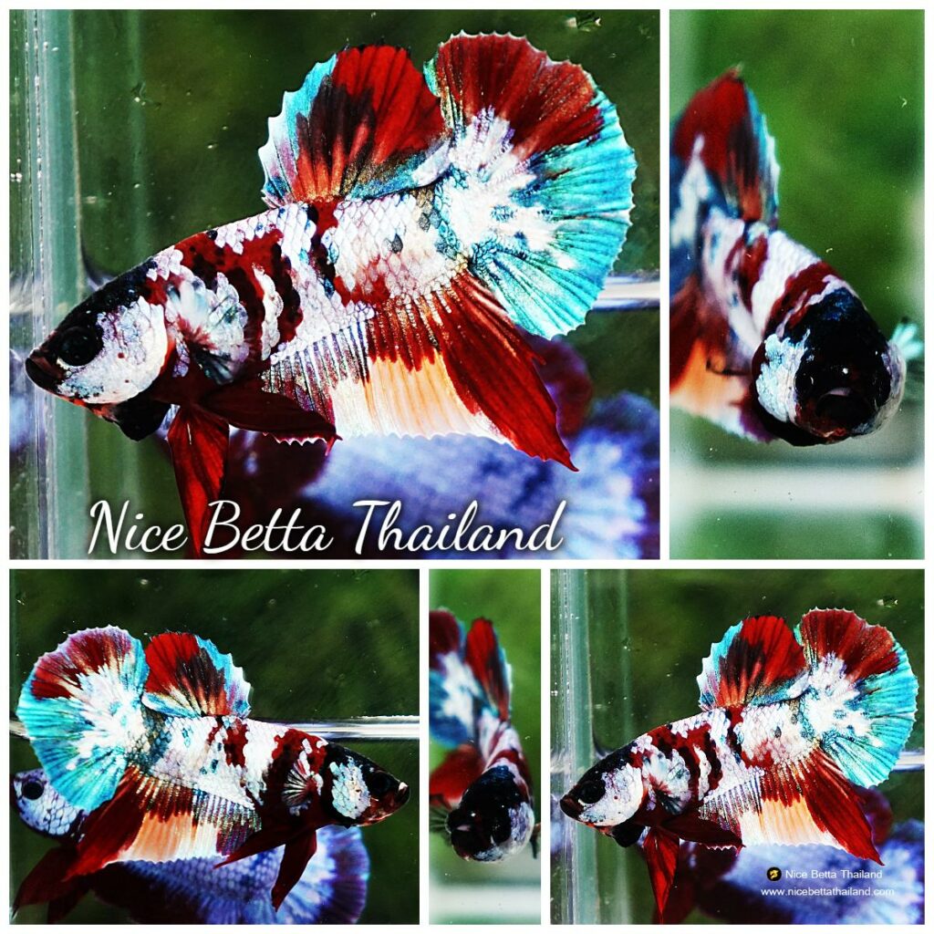 Betta fish PK Multicolor Candy Nemo - nicebettathailand.com