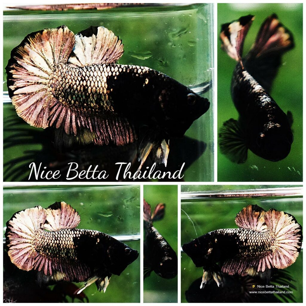 Betta fish HMPK Black Mermaid Copper (Rare) - nicebettathailand.com