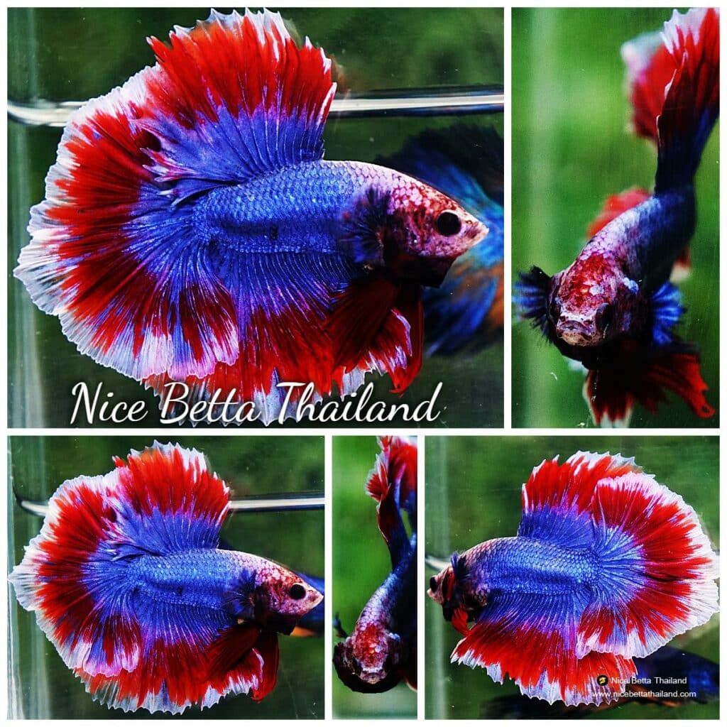 Betta fish OHM Mascot Captain America - nicebettathailand.com