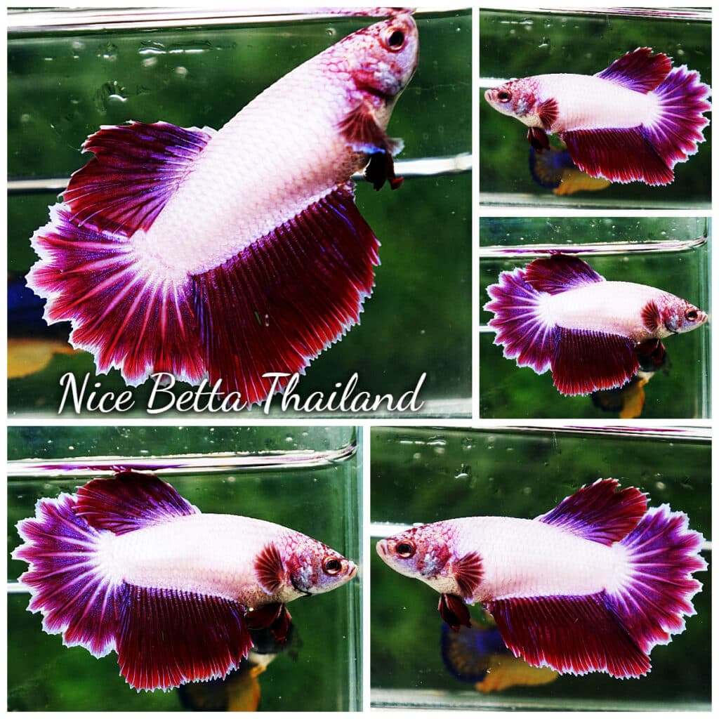 Betta fish Female HM Pink Snow Rosetail