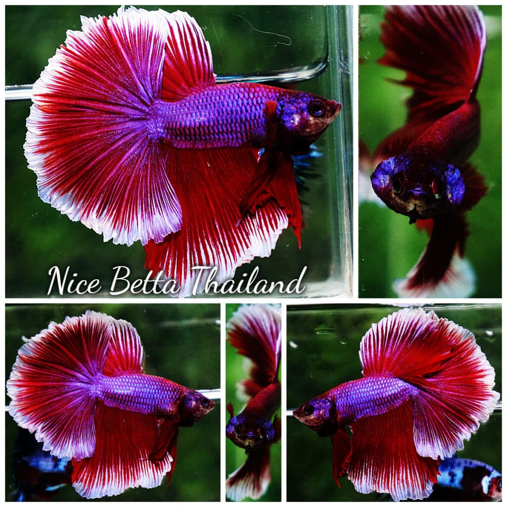 Betta fish OHM Purple Pink Lavender
