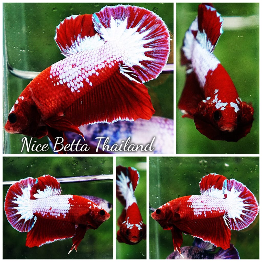 Halfmoon Plakat Betta (HMPK) - nicebettathailand.com