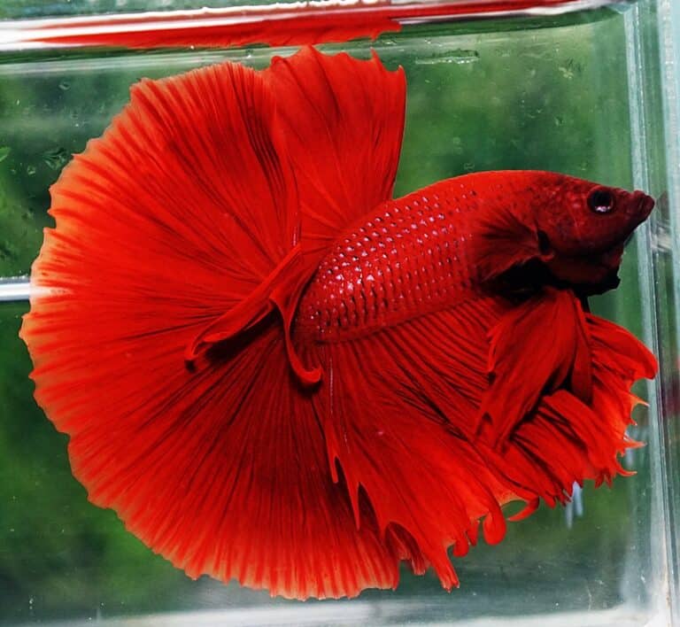 Betta fish OHM Super Red Devil