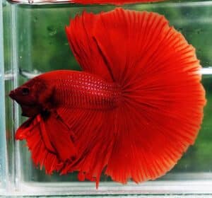 Betta fish OHM Super Red Devil