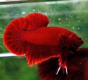 Betta fish HMPK Perfect Deep Super Red