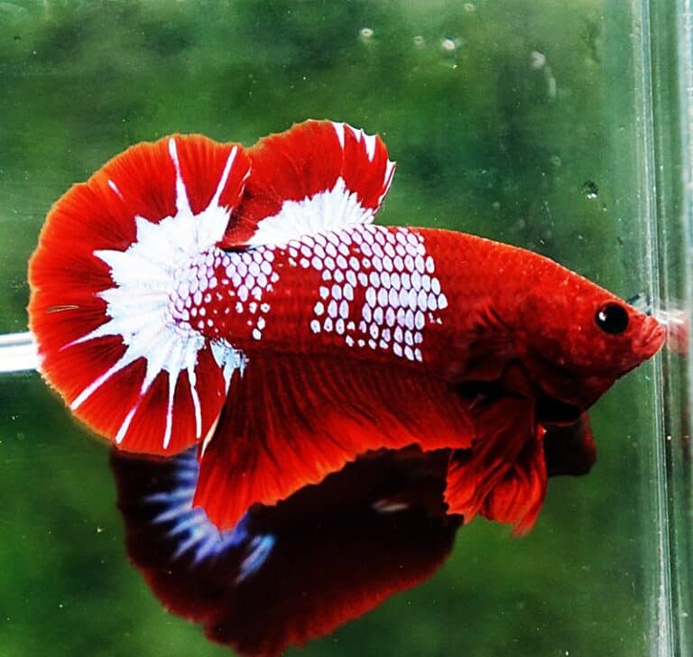 Betta fish HMPK Prince of Red Merman Star