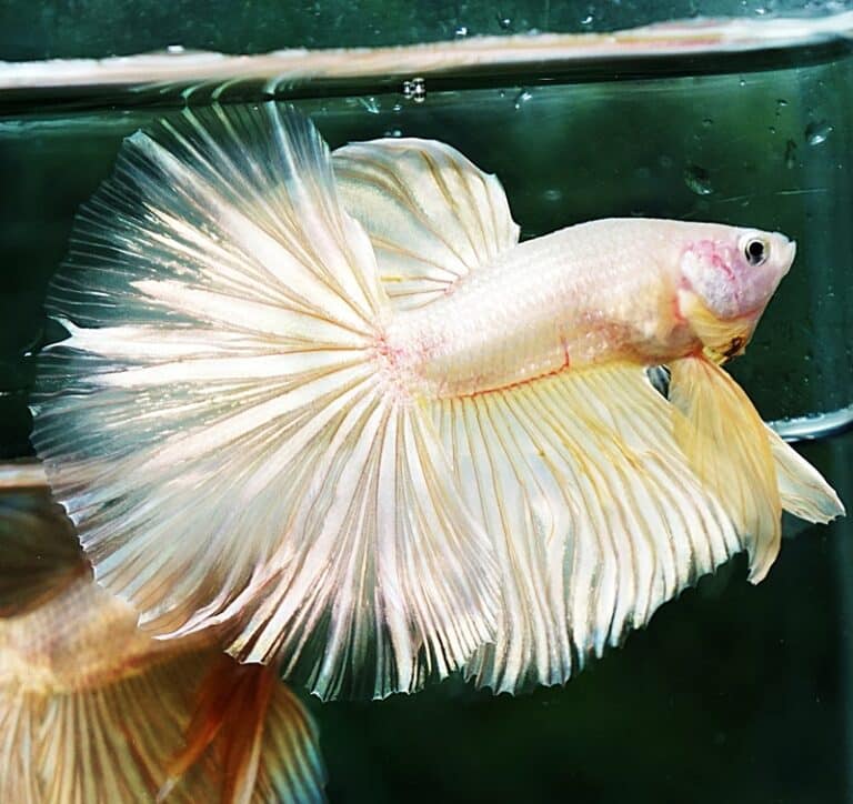 Betta fish HM Classic Pure Gold