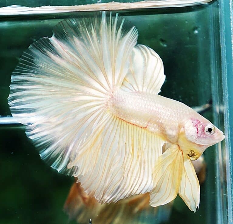 Betta fish HM Classic Pure Gold