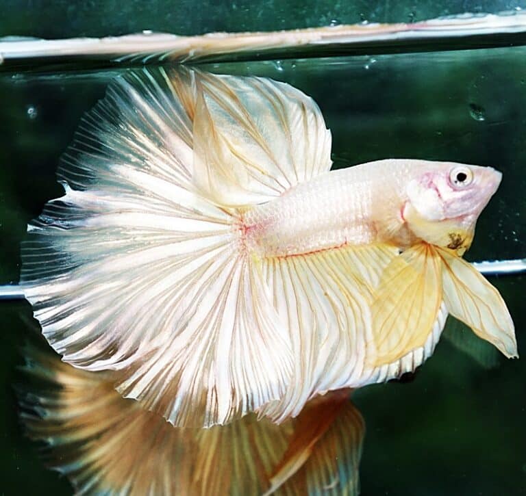 Betta fish HM Classic Pure Gold