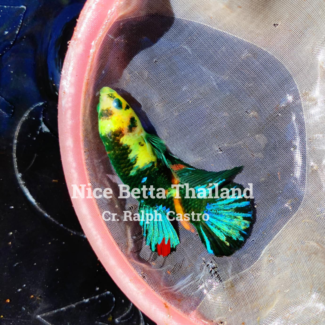 Fluorescent betta fish (GLO)