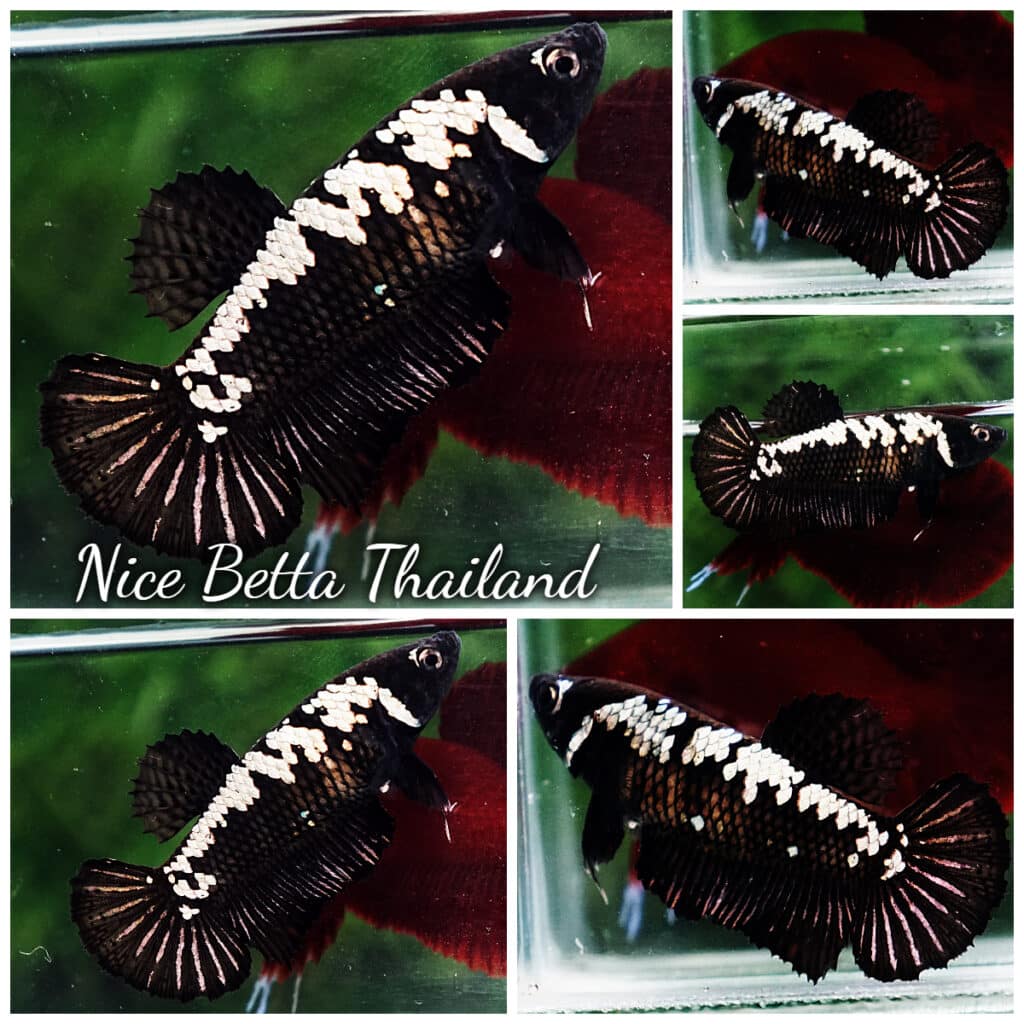 Betta fish Female Shadow Black Samurai