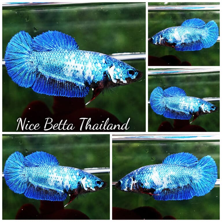 Halfmoon Plakat Betta (HMPK) - nicebettathailand.com