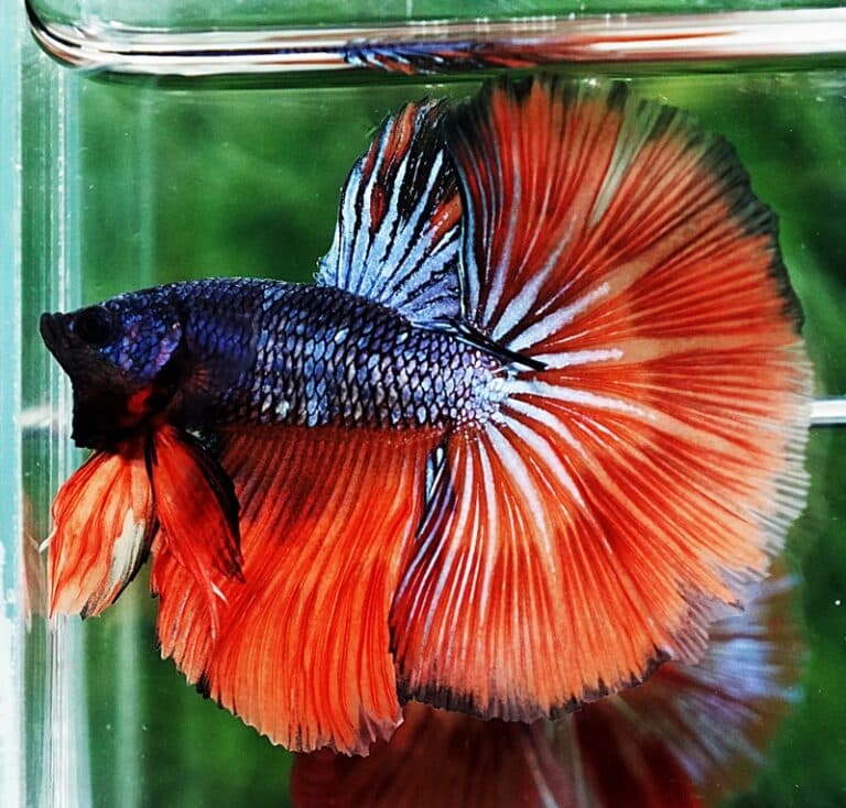 Betta fish HM Star Devil on Fire