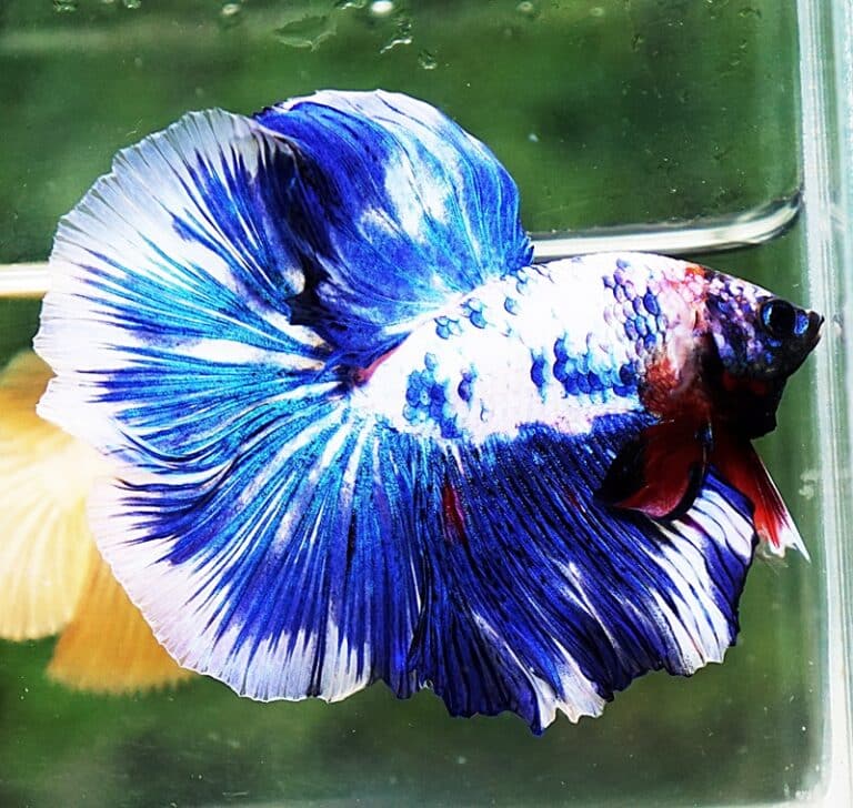 Betta fish DTHM Blue Marble