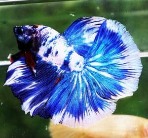 Betta fish DTHM Blue Marble