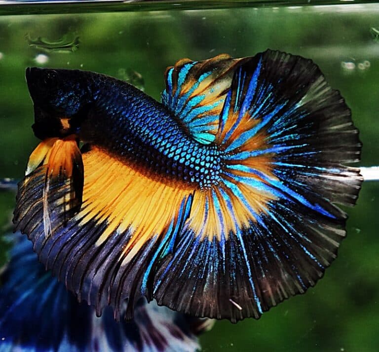 Betta fish HM Blue Black Butterfly Mustard Gas
