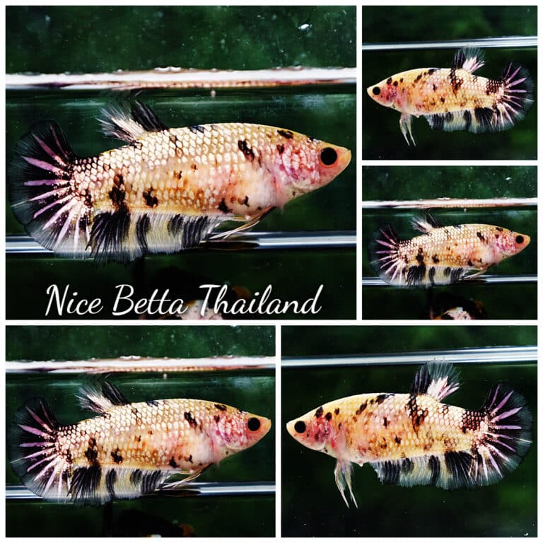 Yellow Betta Fish for Sale - nicebettathailand.com