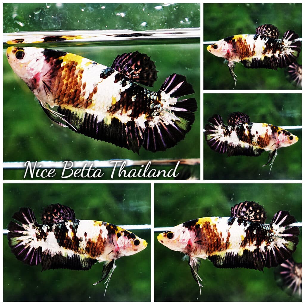 Betta fish Female HMPK Princes Tiger Galaxy