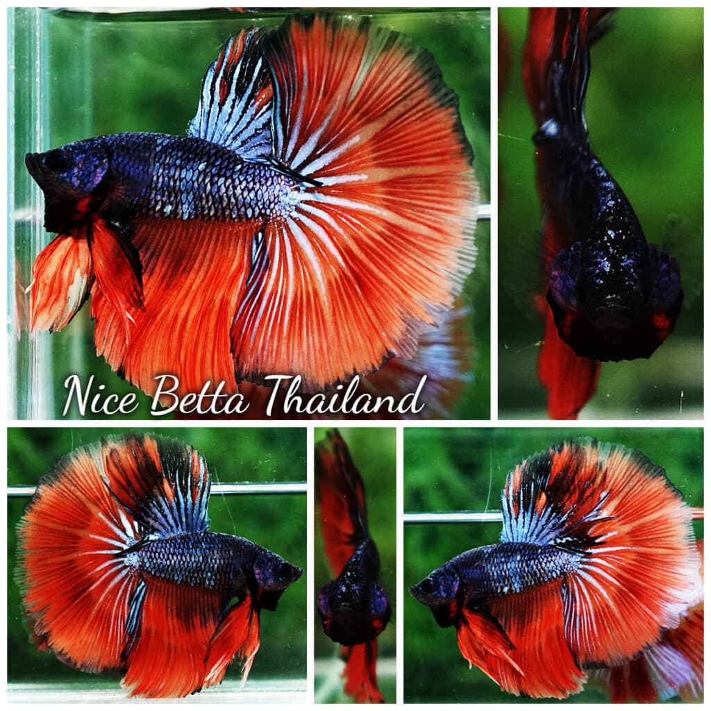Betta fish HM Star Devil on Fire