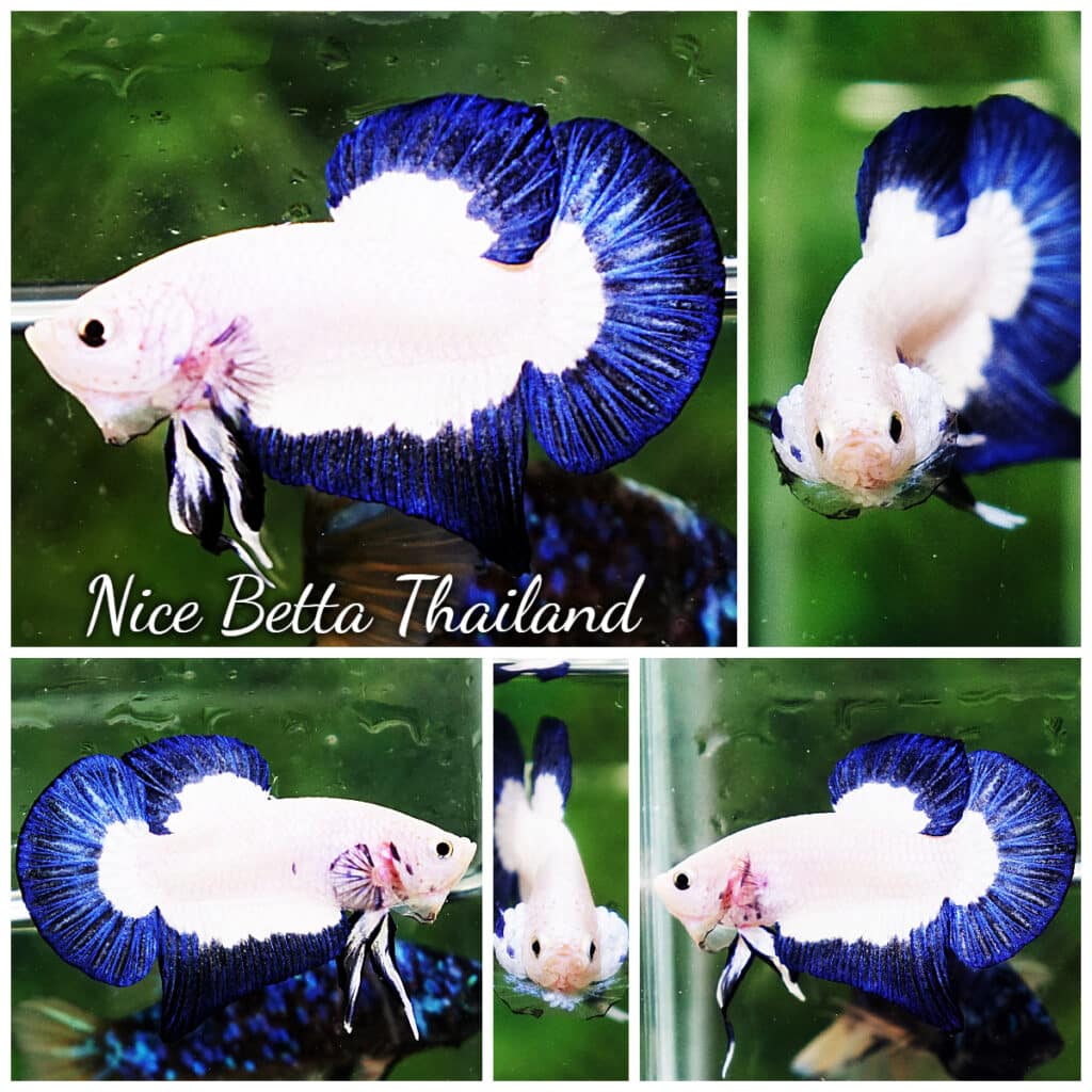 Betta fish HMPK Blue Rim Marble