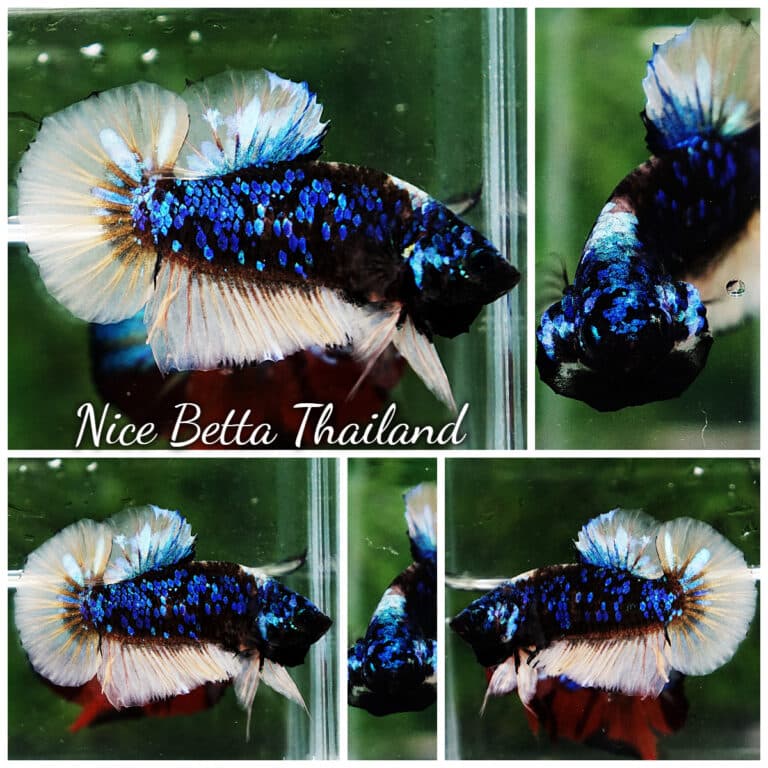Betta fish HMPK Avatar Mustard Gas