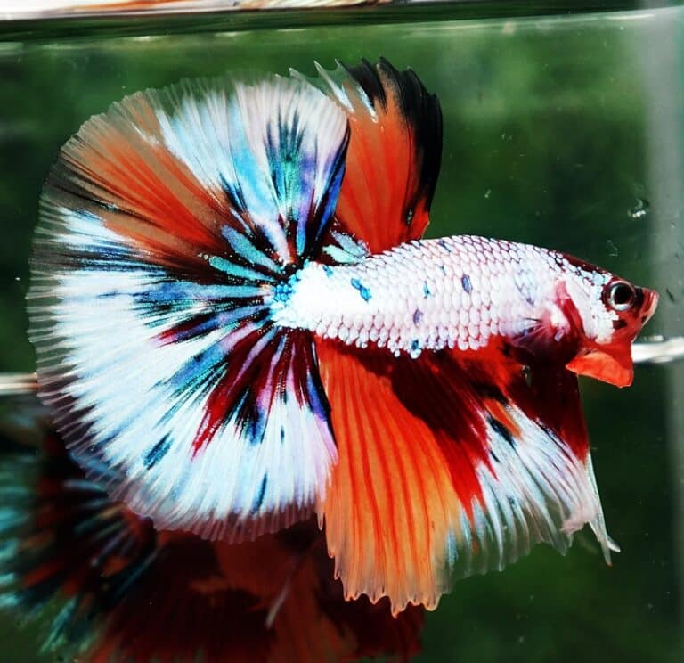 Betta fish OHM Fancy Candy Marble - nicebettathailand.com