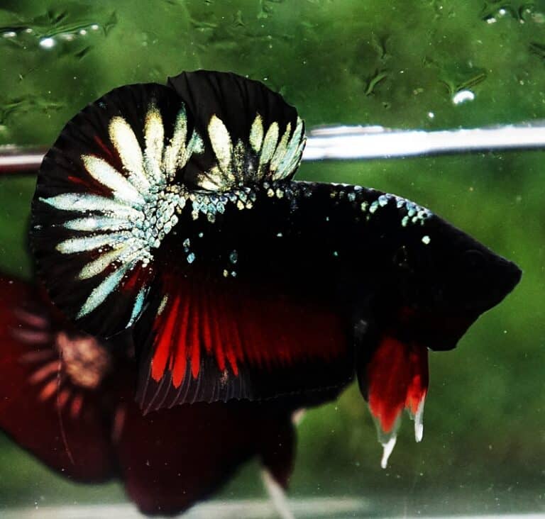 Betta fish HMPK The Red Black Caraxes - nicebettathailand.com