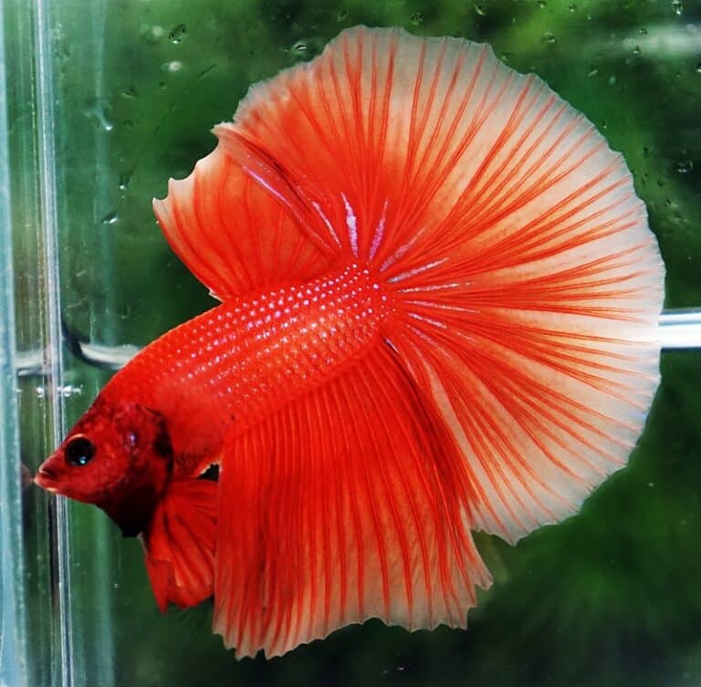 Betta fish OHM Super Orange - nicebettathailand.com