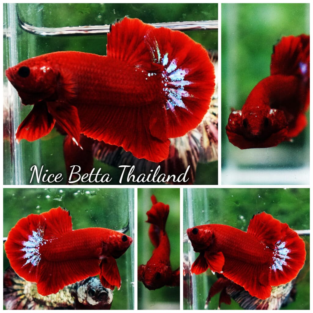 Betta fish HMPK Red Hell Boy Star tail - nicebettathailand.com