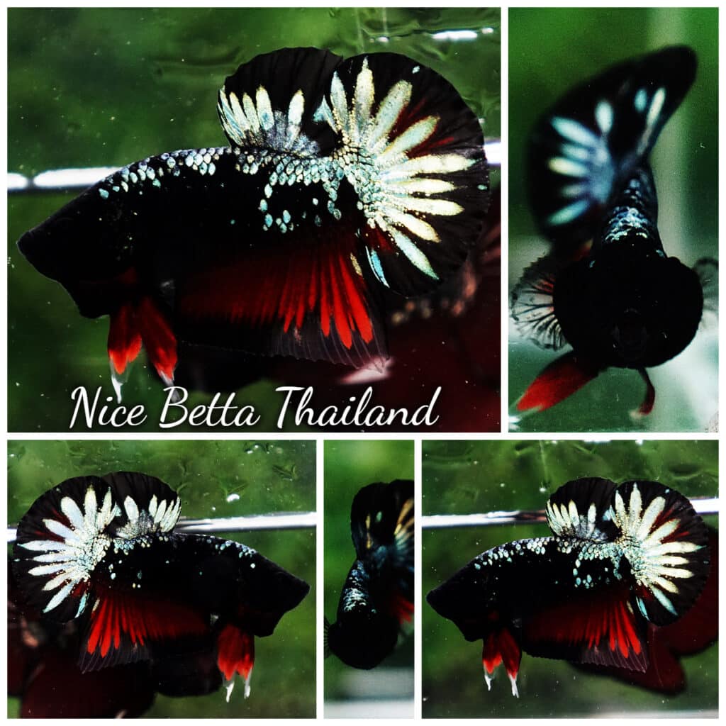 Betta fish HMPK The Red Black Caraxes - nicebettathailand.com