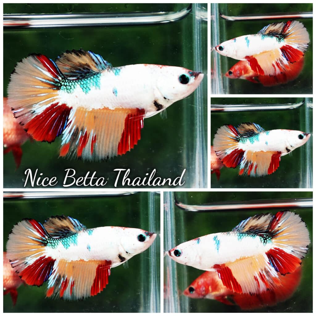 Betta fish Female HM Emerald Candy Dragon - nicebettathailand.com