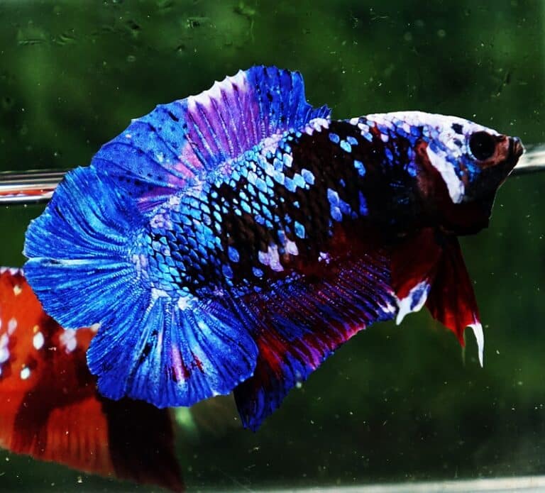 Betta fish DTPK Helment Fancy Avatar Panther - nicebettathailand.com