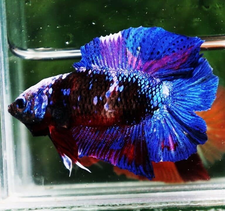 Betta fish DTPK Helment Fancy Avatar Panther - nicebettathailand.com