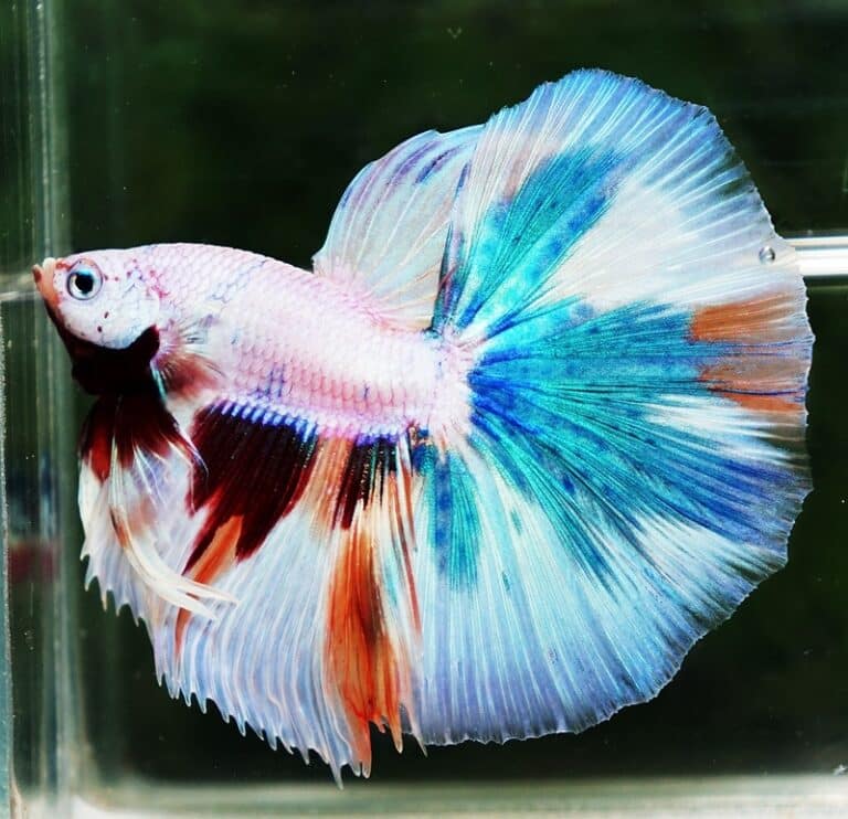 Betta fish OHM Rainbow Candy Marble - nicebettathailand.com
