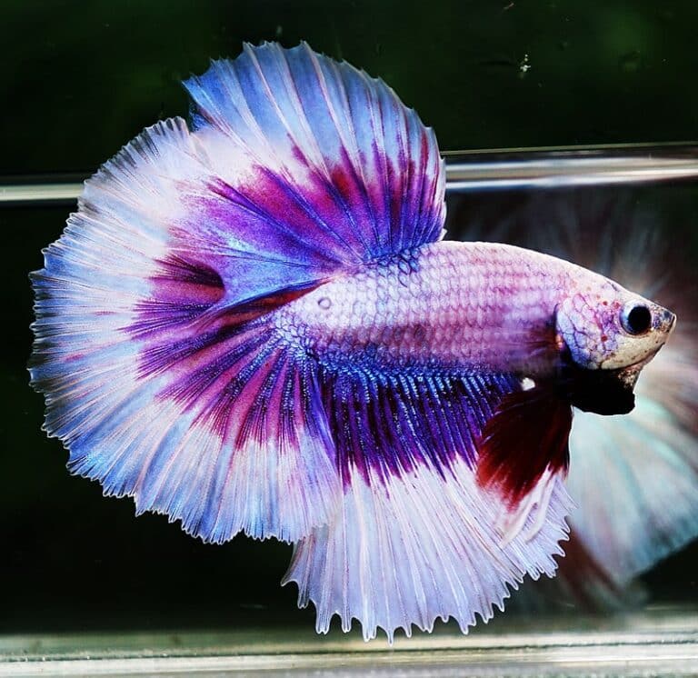 Betta fish OHM Prince of Lavender Butterfly - nicebettathailand.com