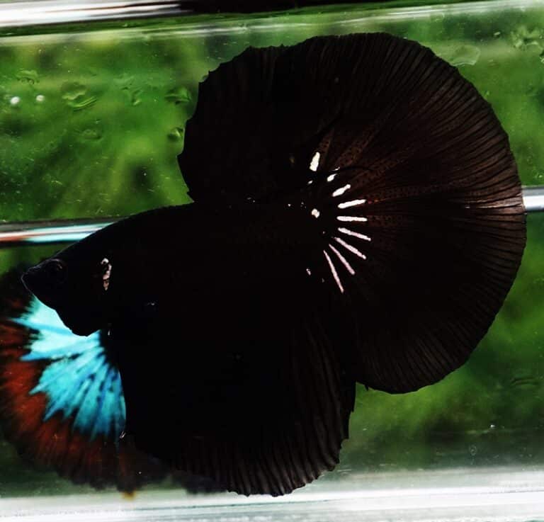 Betta fish HM Shadow Super Black Hole - nicebettathailand.com