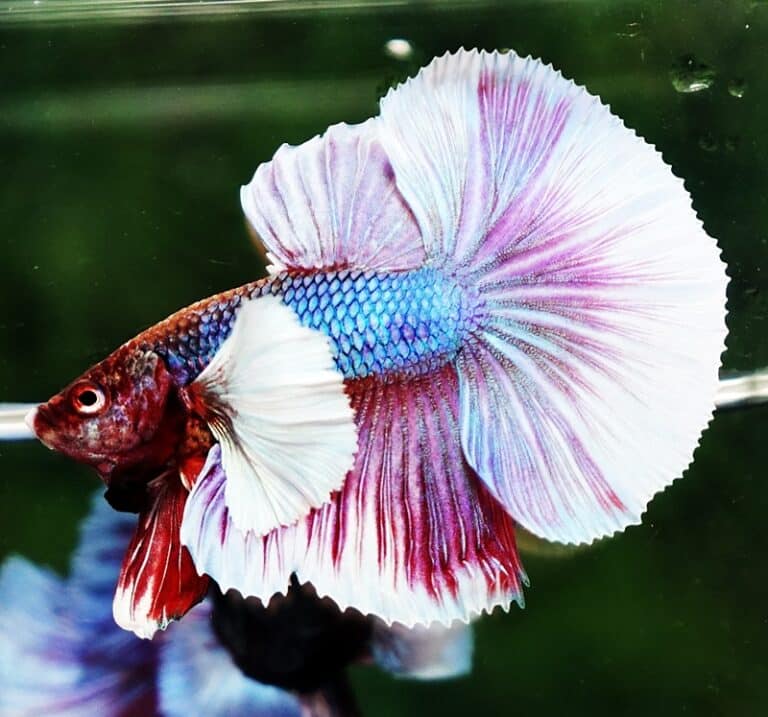 Betta fish HM Purple Salamander Dumbo (Comp Grade) - nicebettathailand.com