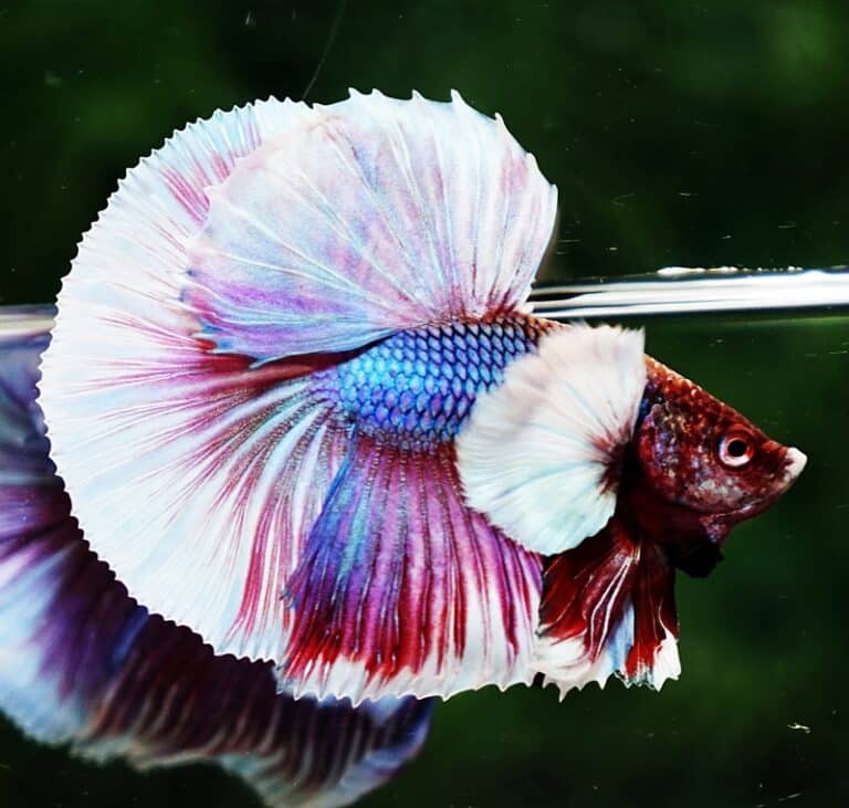 Betta fish HM Purple Salamander Dumbo (Comp Grade) - nicebettathailand.com