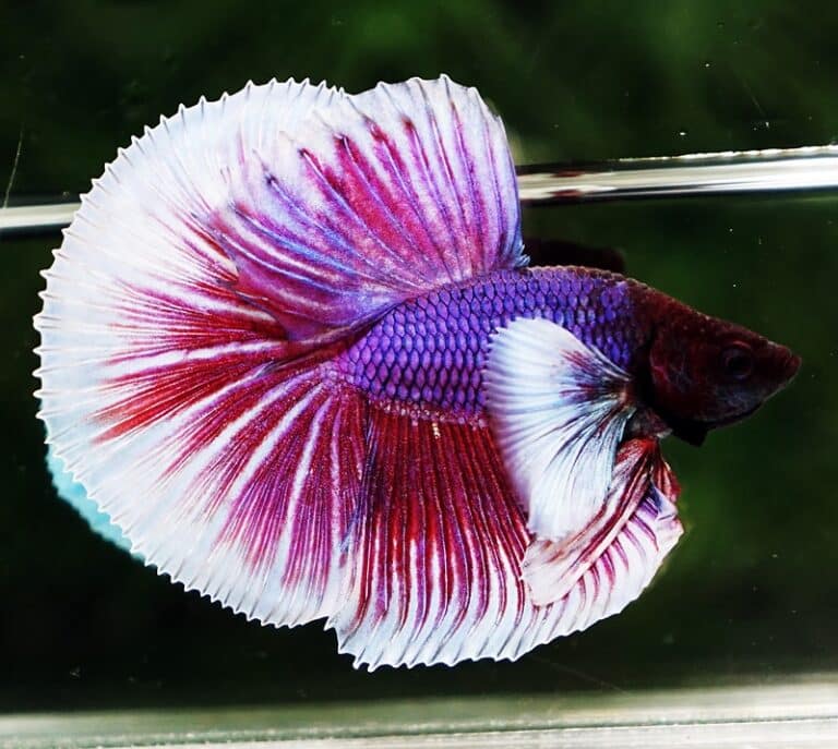 Betta fish OHM Pink Purple Salamander Dumbo - nicebettathailand.com