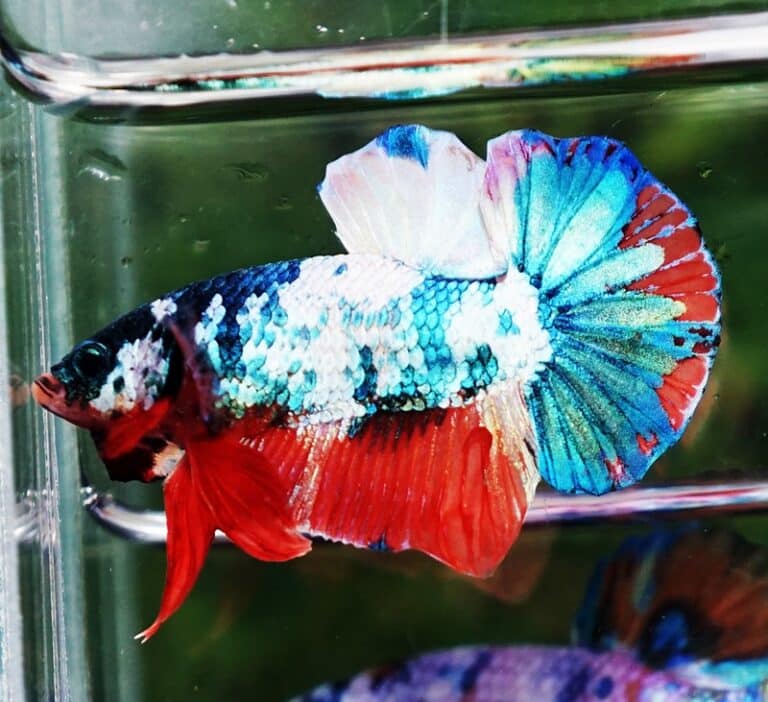 Betta fish HMPK Emerald Candy Marble - nicebettathailand.com