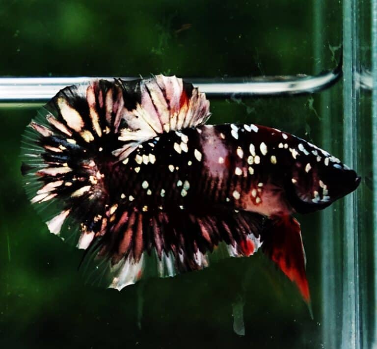 Betta fish HMPK The Dark Nebula (Rare & Comp Grade) - nicebettathailand.com