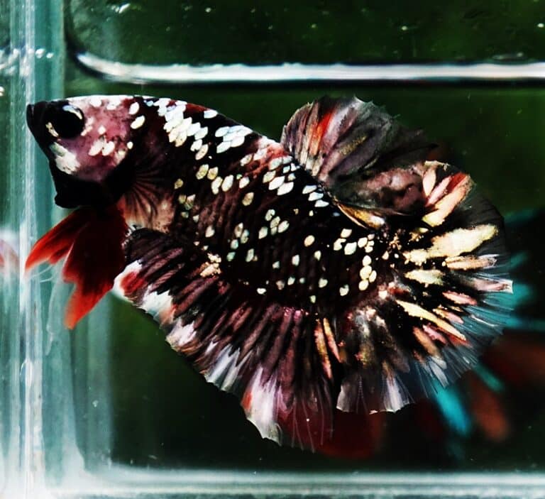 Betta fish HMPK The Dark Nebula (Rare & Comp Grade) - nicebettathailand.com