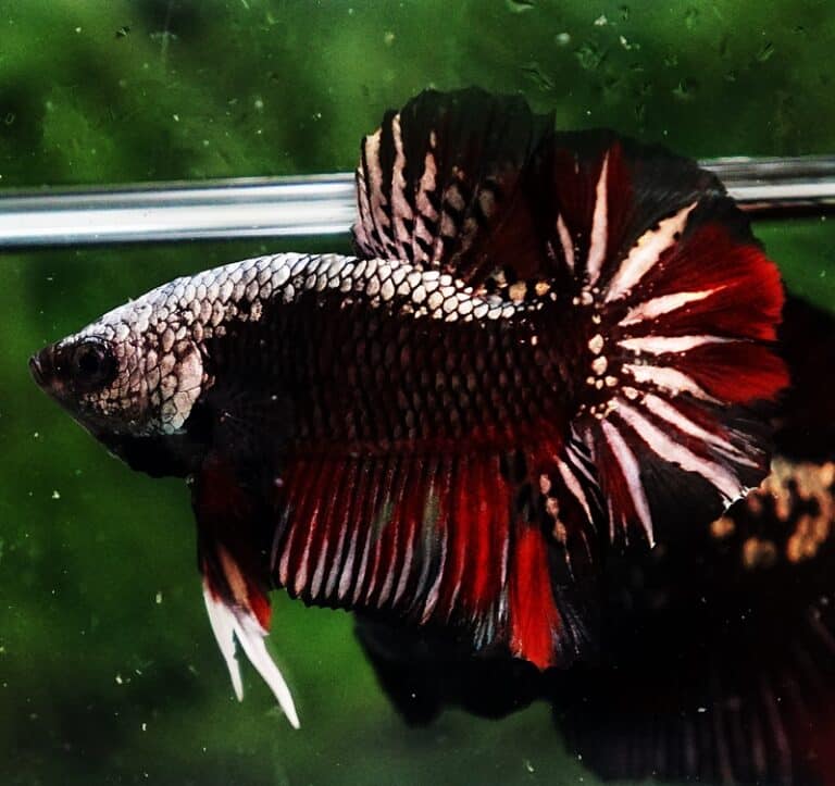 Betta fish OHMPK Red Devil Samurai Warrior - nicebettathailand.com