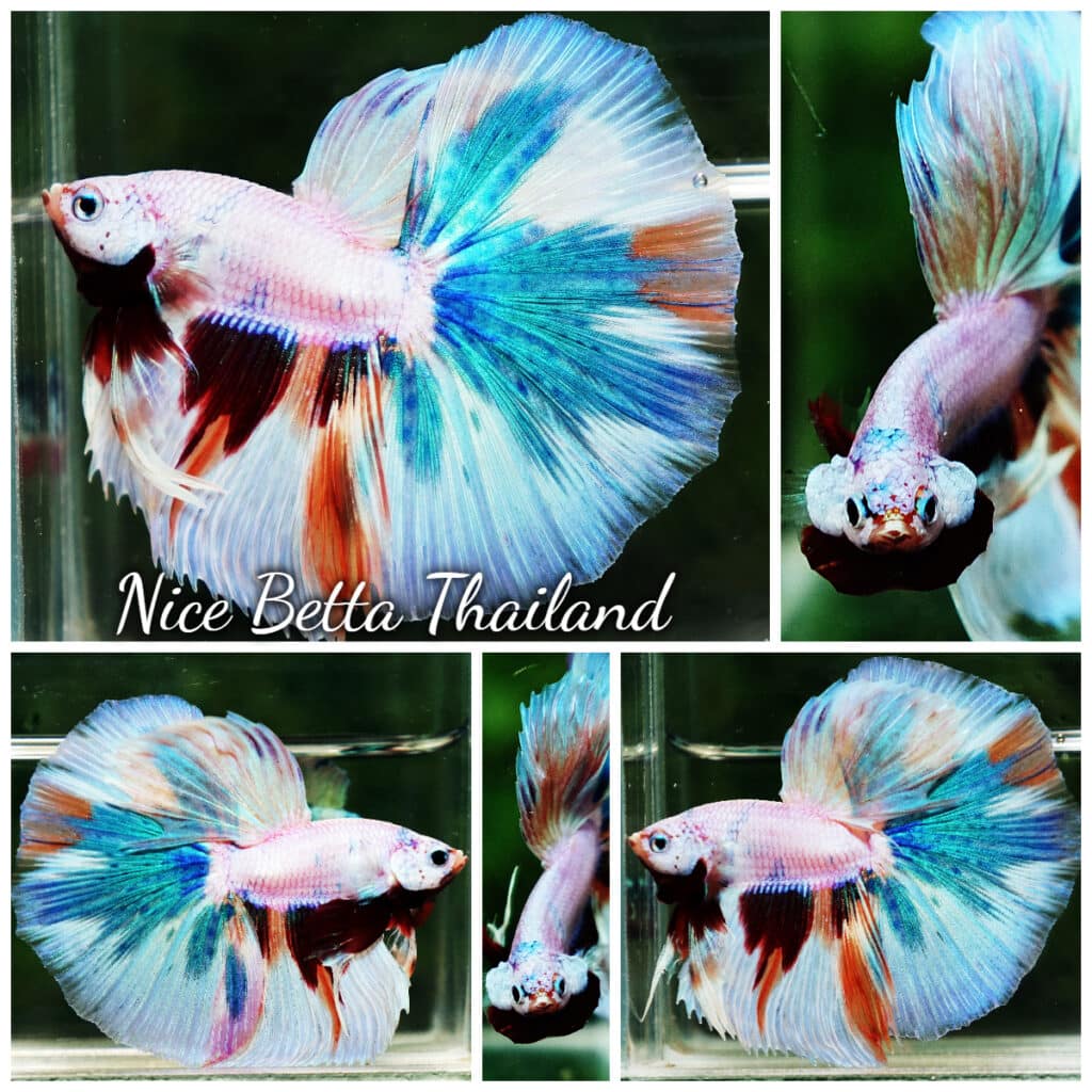 Betta fish OHM Rainbow Candy Marble - nicebettathailand.com