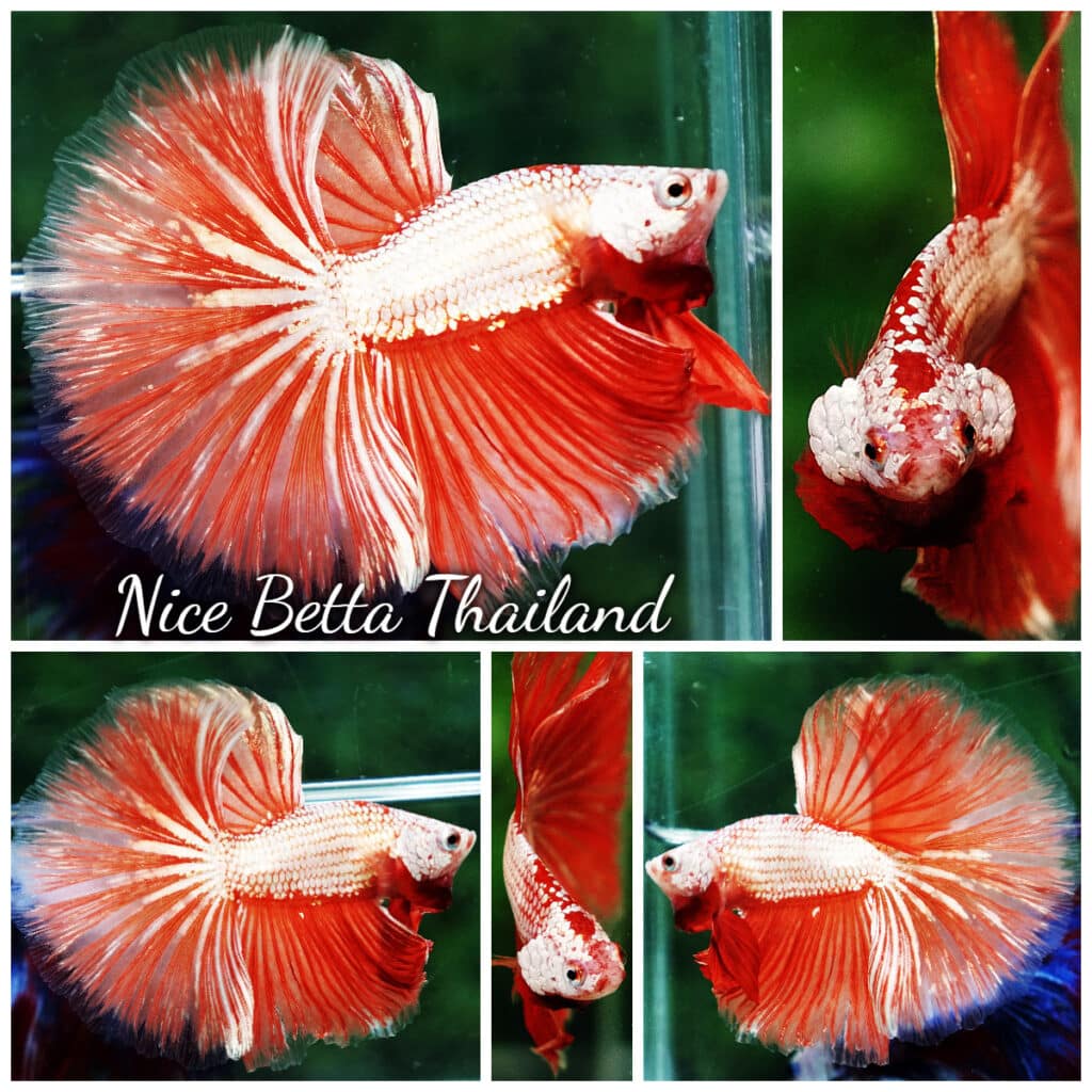 Betta fish OHM Sunshine Dragon - nicebettathailand.com