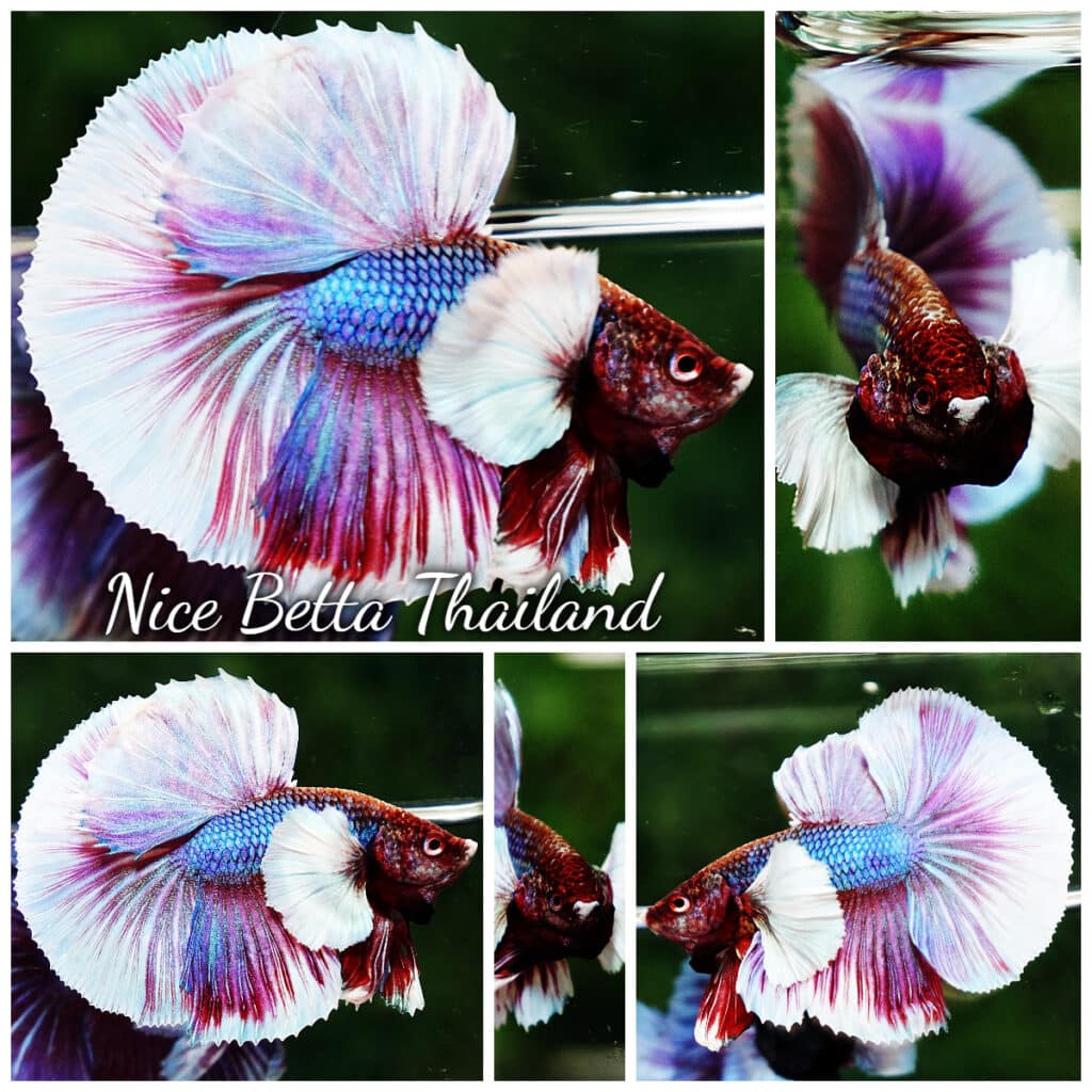 Betta fish HM Purple Salamander Dumbo (Comp Grade) - nicebettathailand.com