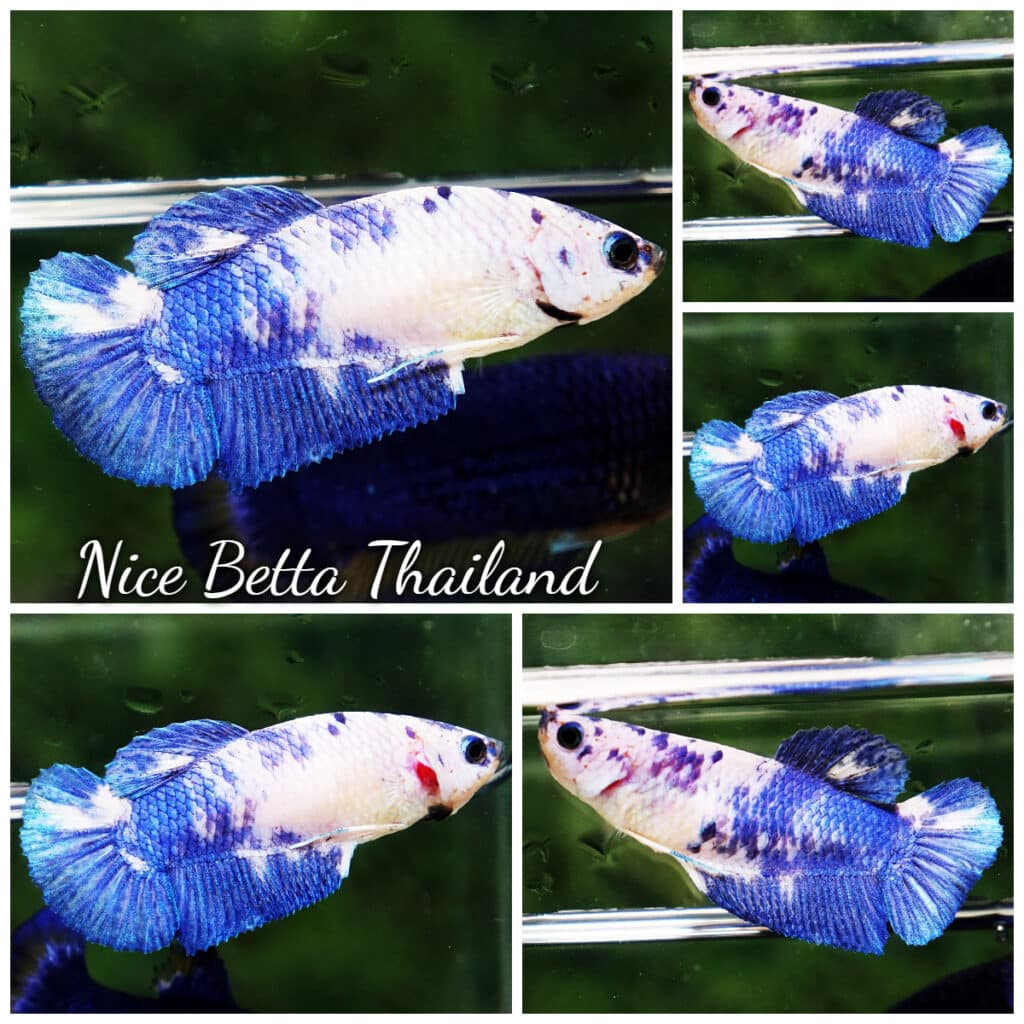 Betta fish Female HMPK Blue Marble - nicebettathailand.com